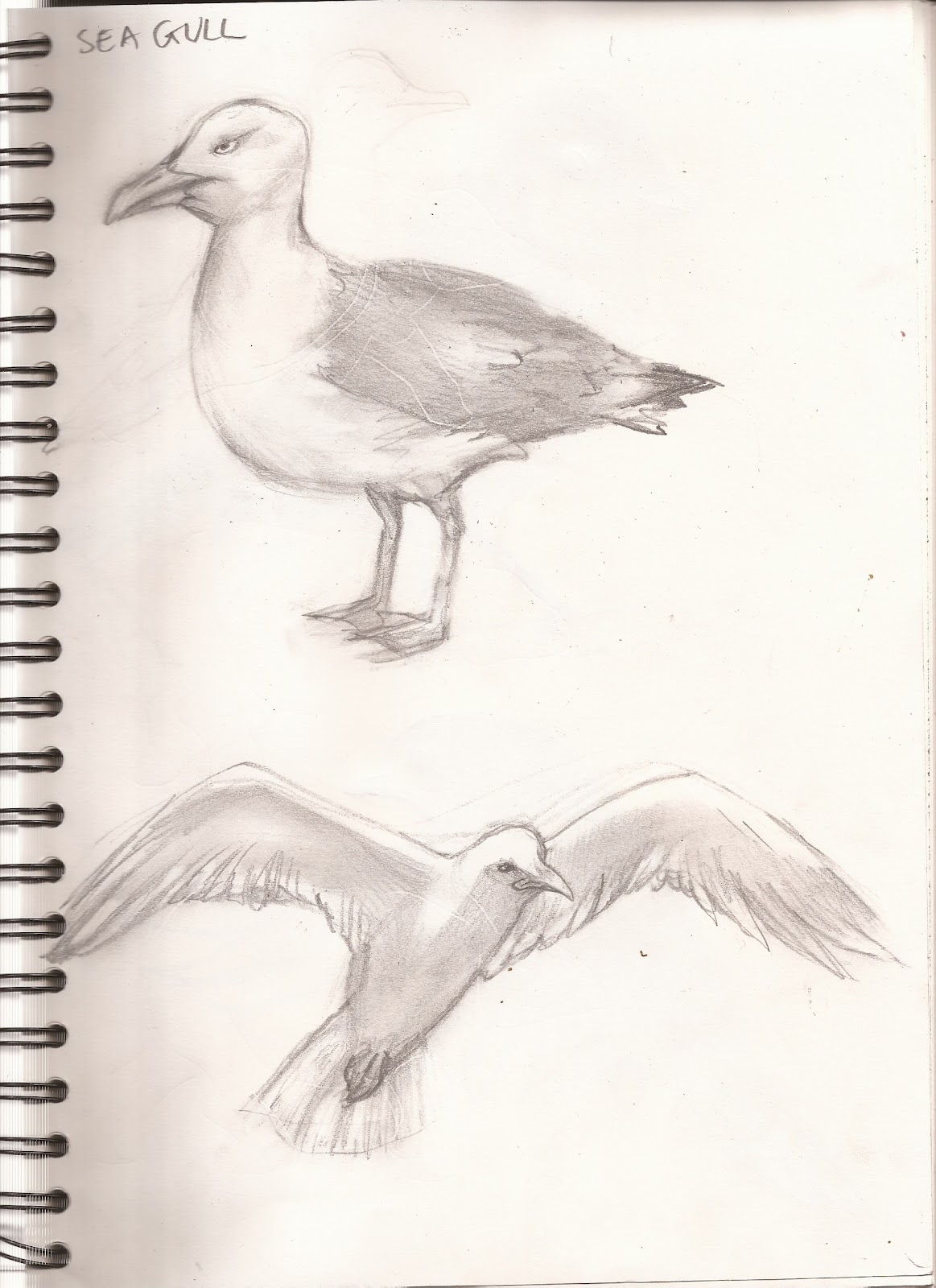 Action Analysis & Motion Studies: Bird flight patterns