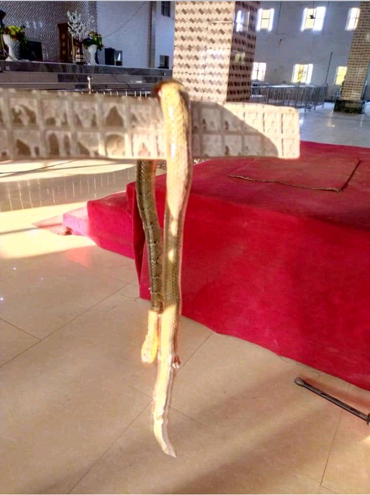 Wow!!! Big Snake killed at The lords Chosen church during prayers | See ...