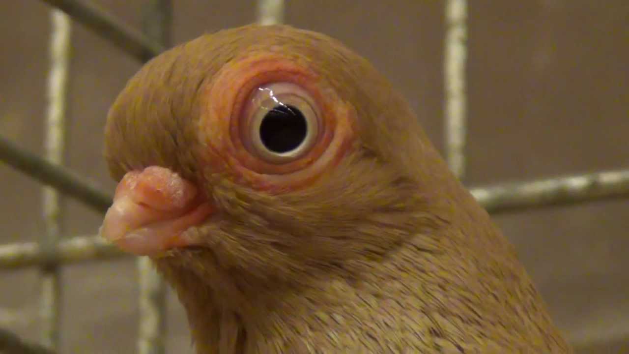 Tumbler Pigeons For Sale South Africa at Alice Pinard blog