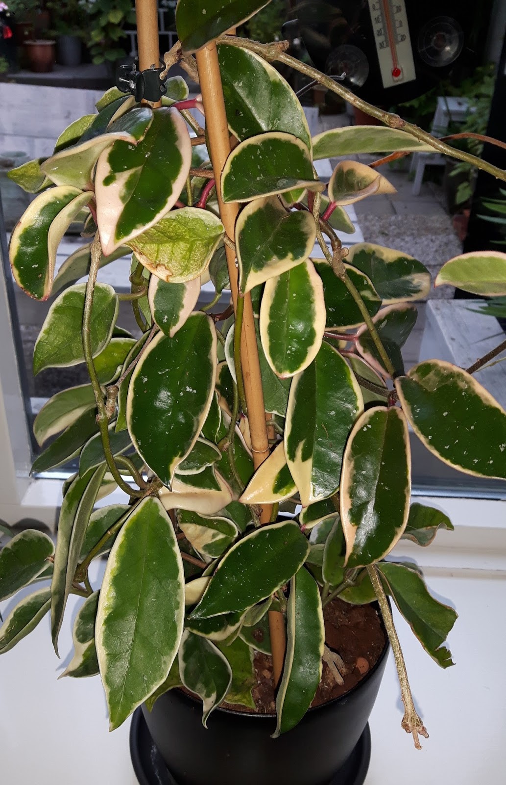 Gerrit's Hoya flowers: Hoya carnosa "Variegata"