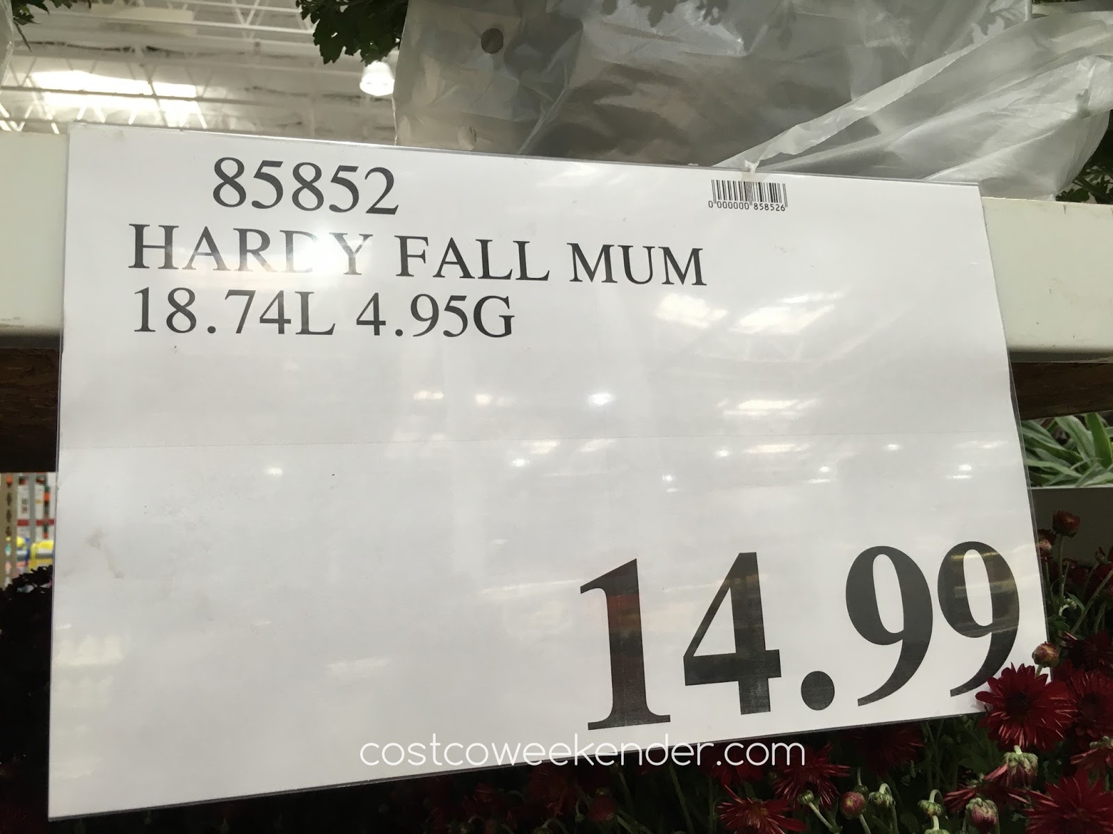 Hardy Fall Mum | Costco Weekender