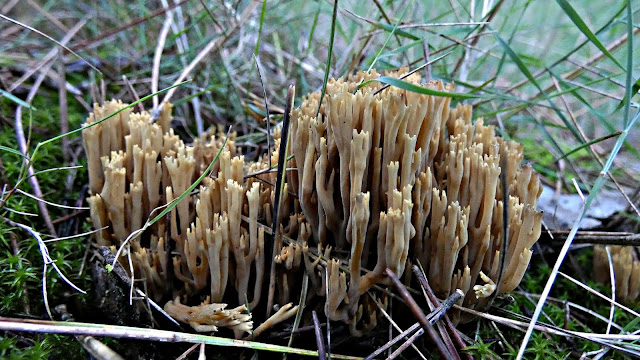 Blog de campo y minerales: Setas por la sierra de Chinchilla.