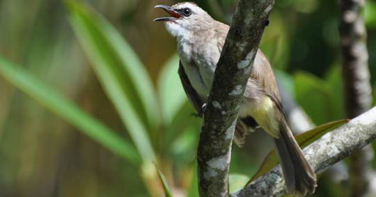 Memilih bakalan trucukan yang bagus - Cara Cepat Kicau