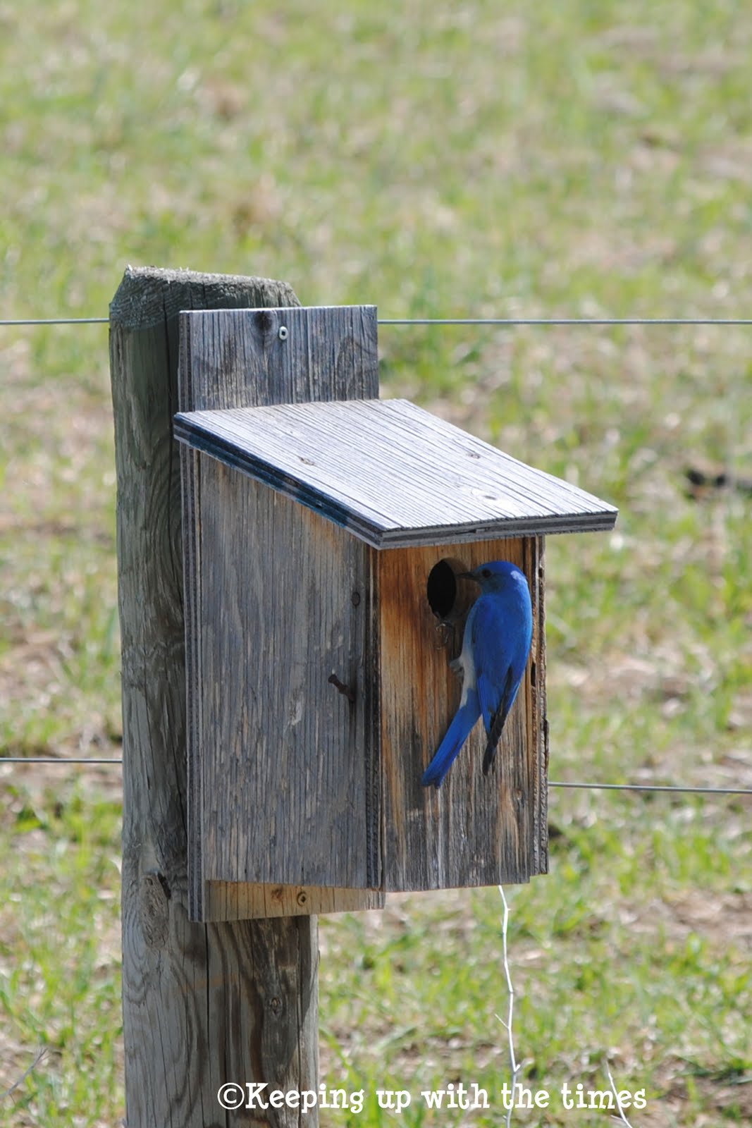 Resident Bluebirds - Keeping With The Times