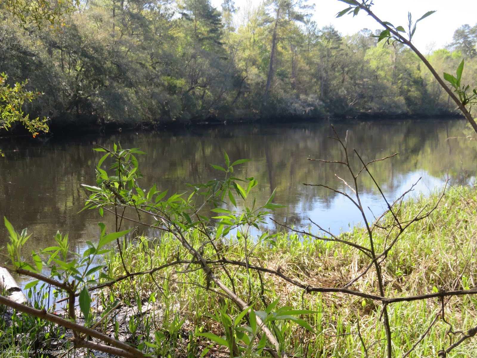 Vacation Rick: The Extraordinary Ashley River Corridor--22 miles of ...