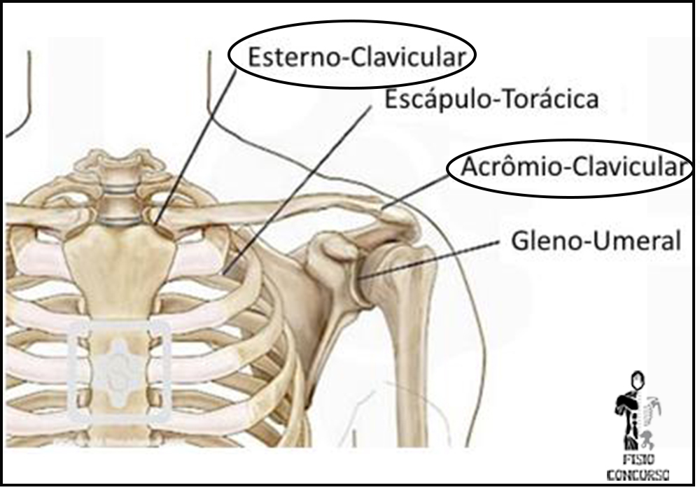 Cinesiologia - CÍNGULO DO MEMBRO SUPERIOR (part I Trapézio) | Fisio ...