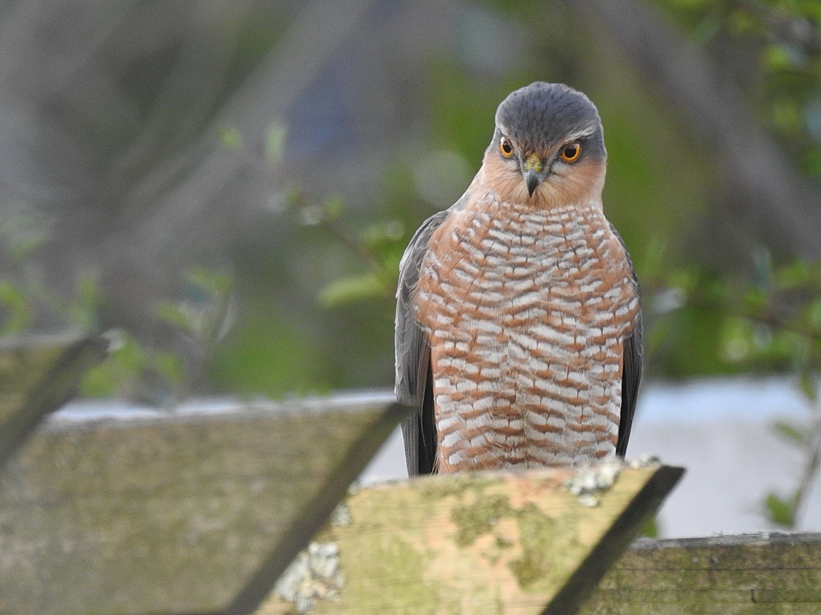 De Vogelaars: Sperwer in de tuin - 11 december 2018