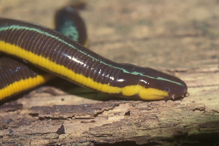 Pengertian Amfibi Ciri, Klasifikasi, Ordo, dan Sistem Organ - BLOG KANG ...