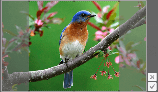 12 jQuery Image Cropping Plugins | Learning jQuery