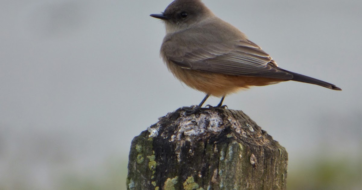Geotripper's California Birds: Say's Phoebe at the Merced National ...