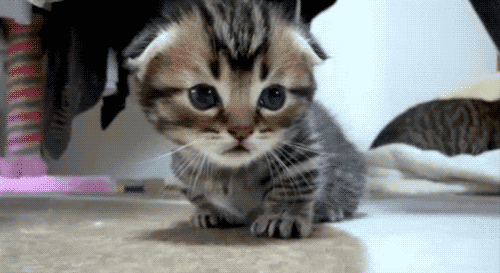 Gifs de Gatos: Gif Gatinho Manhoso