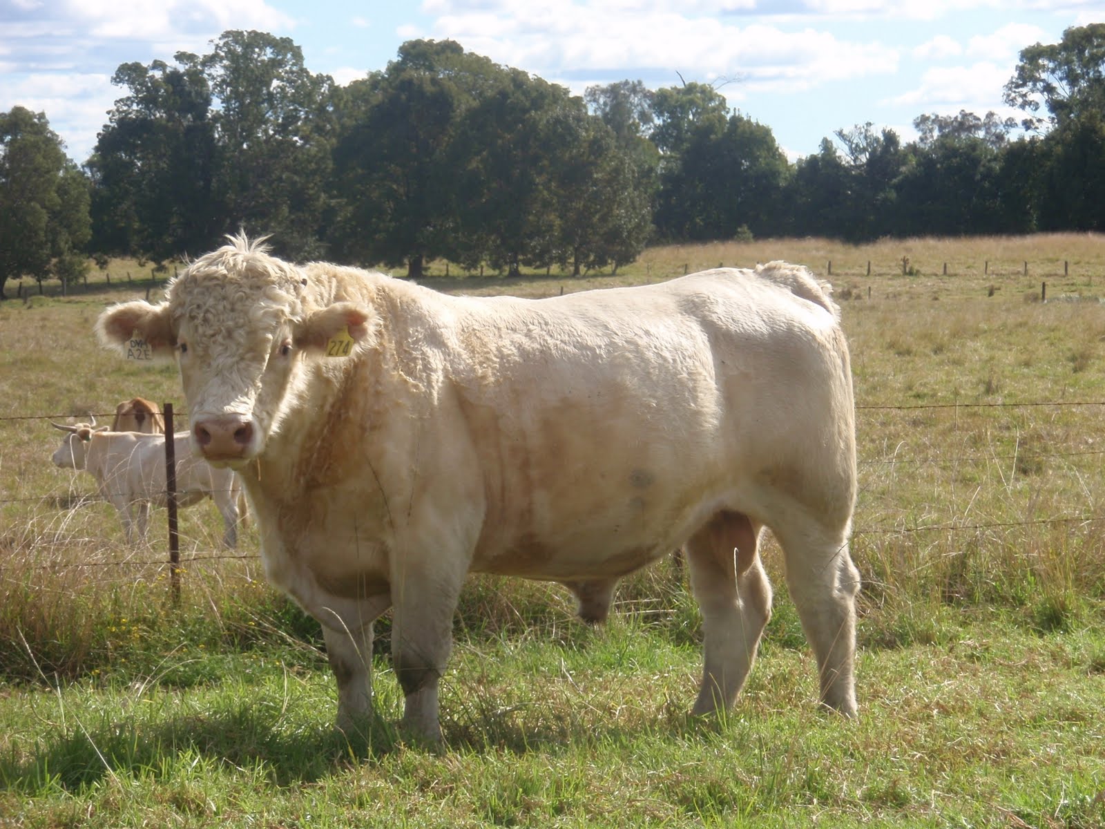 Rosella Charbrays: Rosella Charolais Bull