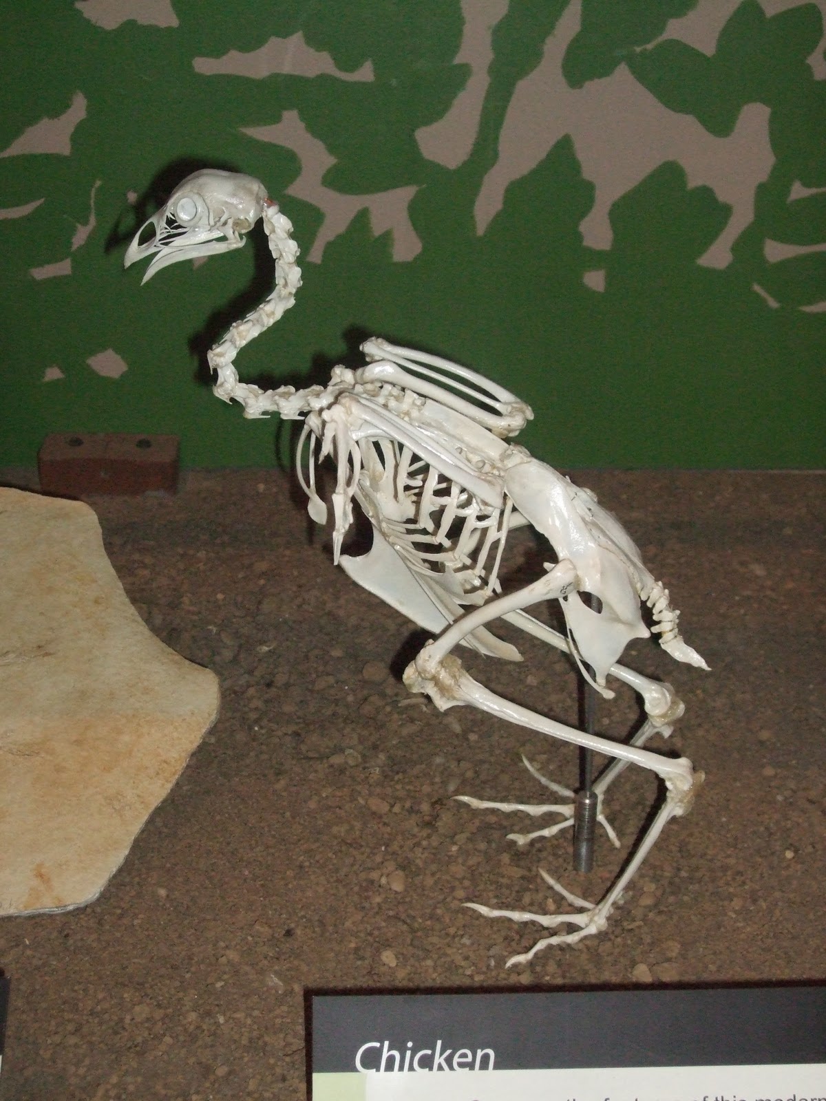 Pam's Backyard Chickens: Dinosaur Chickens?