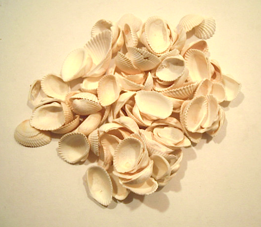 An Elephant a Day: Elephant No. 156: Seashells