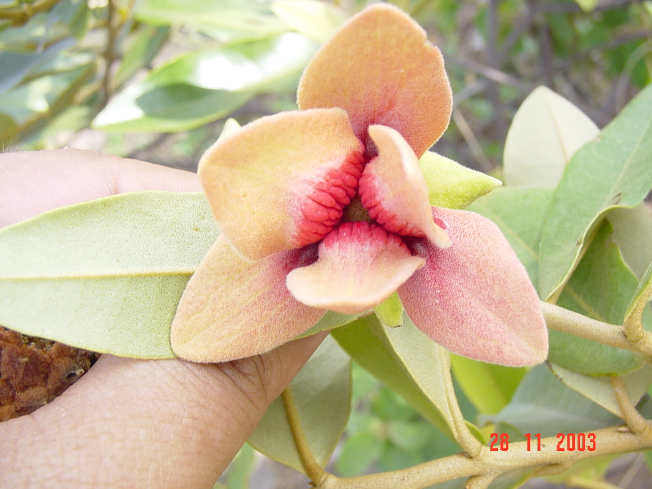 QUINTAIS IMORTAIS: Anonáceas