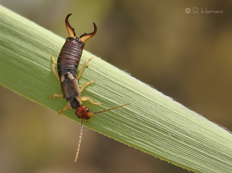 FAUNA-CERCANA: 9 - Algunos INSECTOS terrestres frecuentes en la región ...