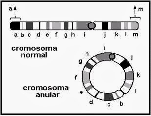 LAS MUTACIONES BIOLOGICAS