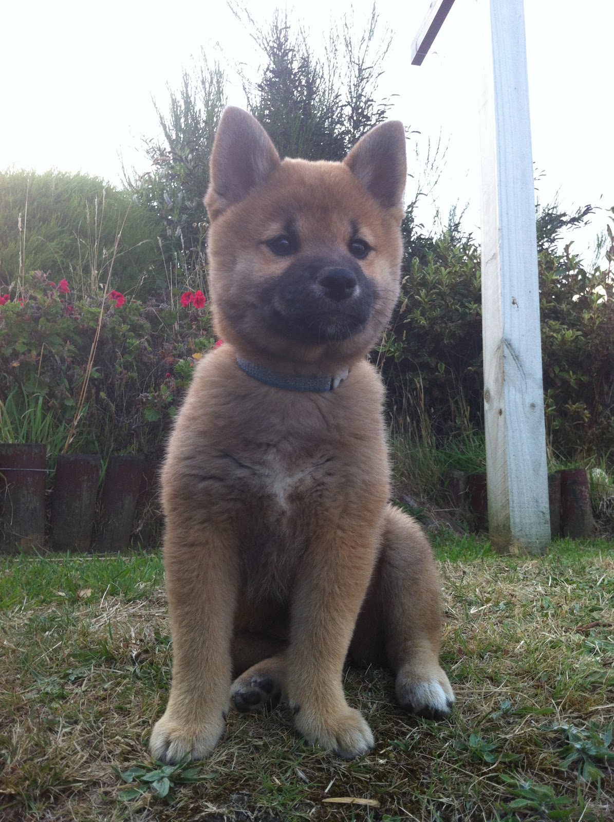 Chiba the Shiba Inu