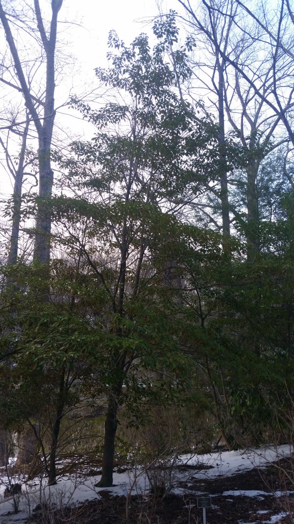 Future Plants by Randy Stewart: Wheel Tree