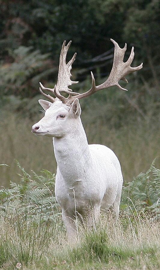 Beautiful white Deer