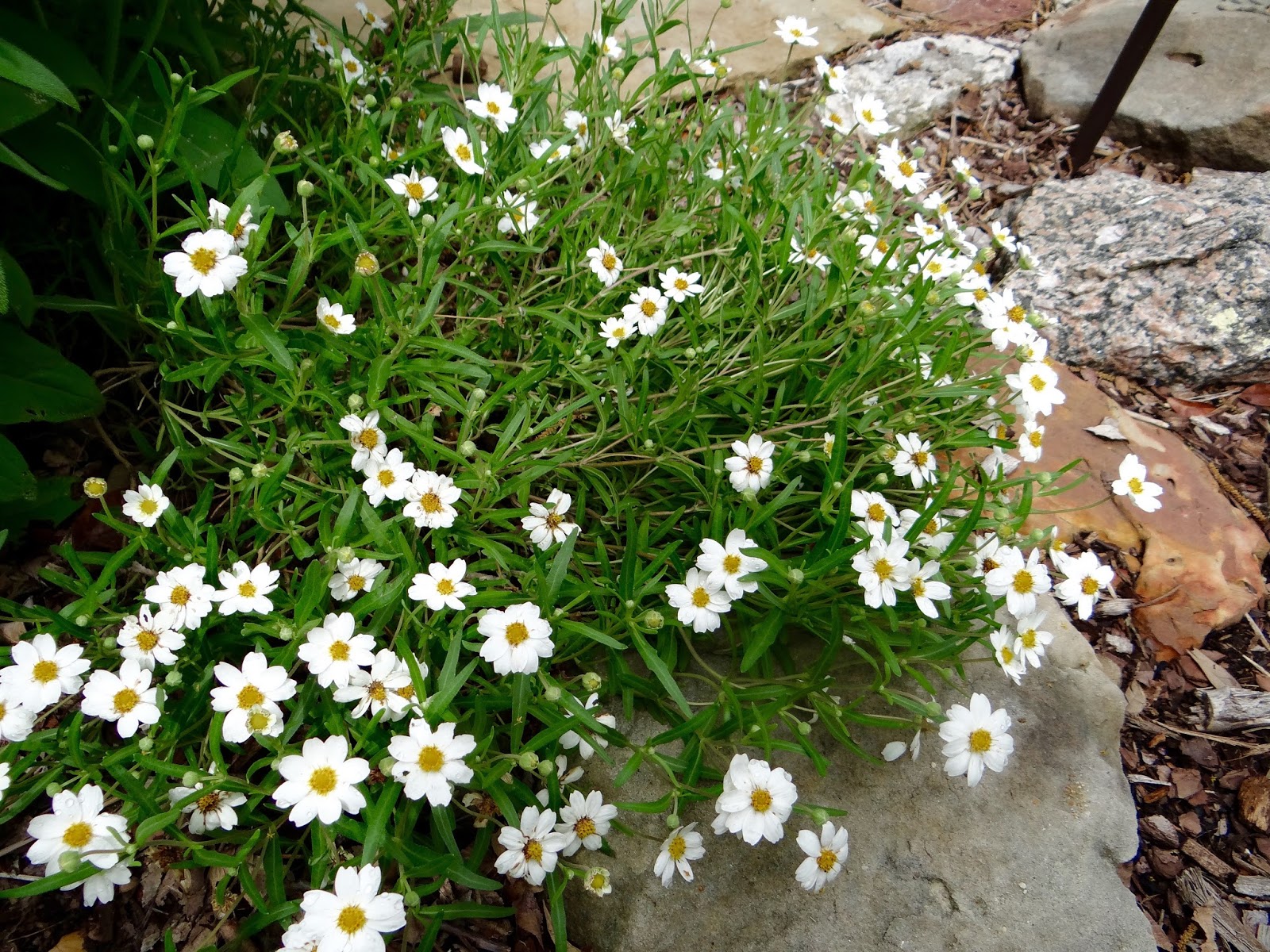 Laney's Texas Garden: Stepping Up Our Game