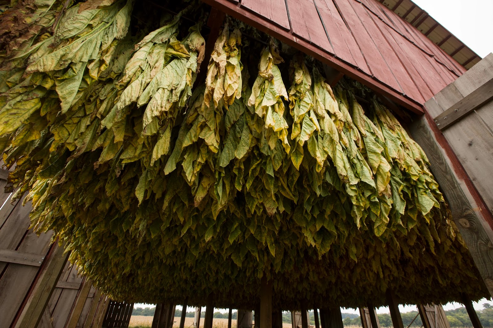 Jepson Family Farm: Tobacco Firing and curing is almost done