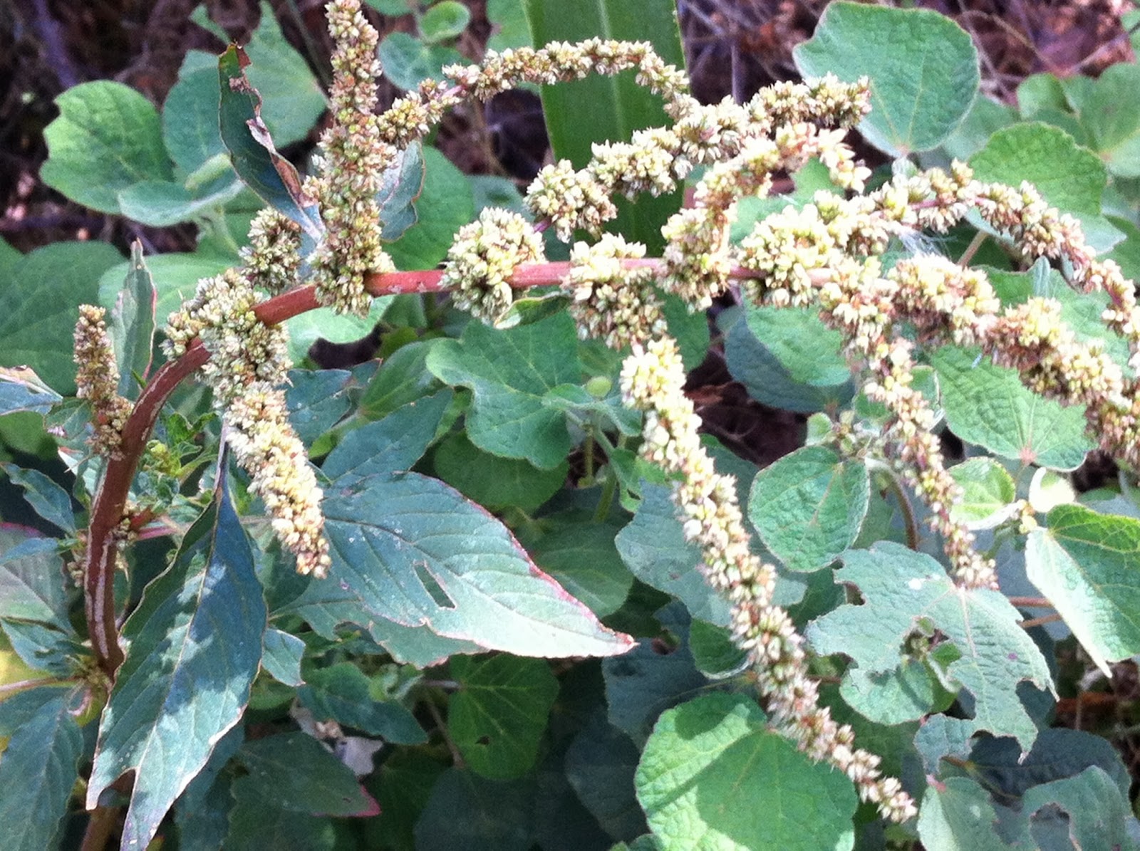 Belas da Natureza: Caruru - Planta espontânea