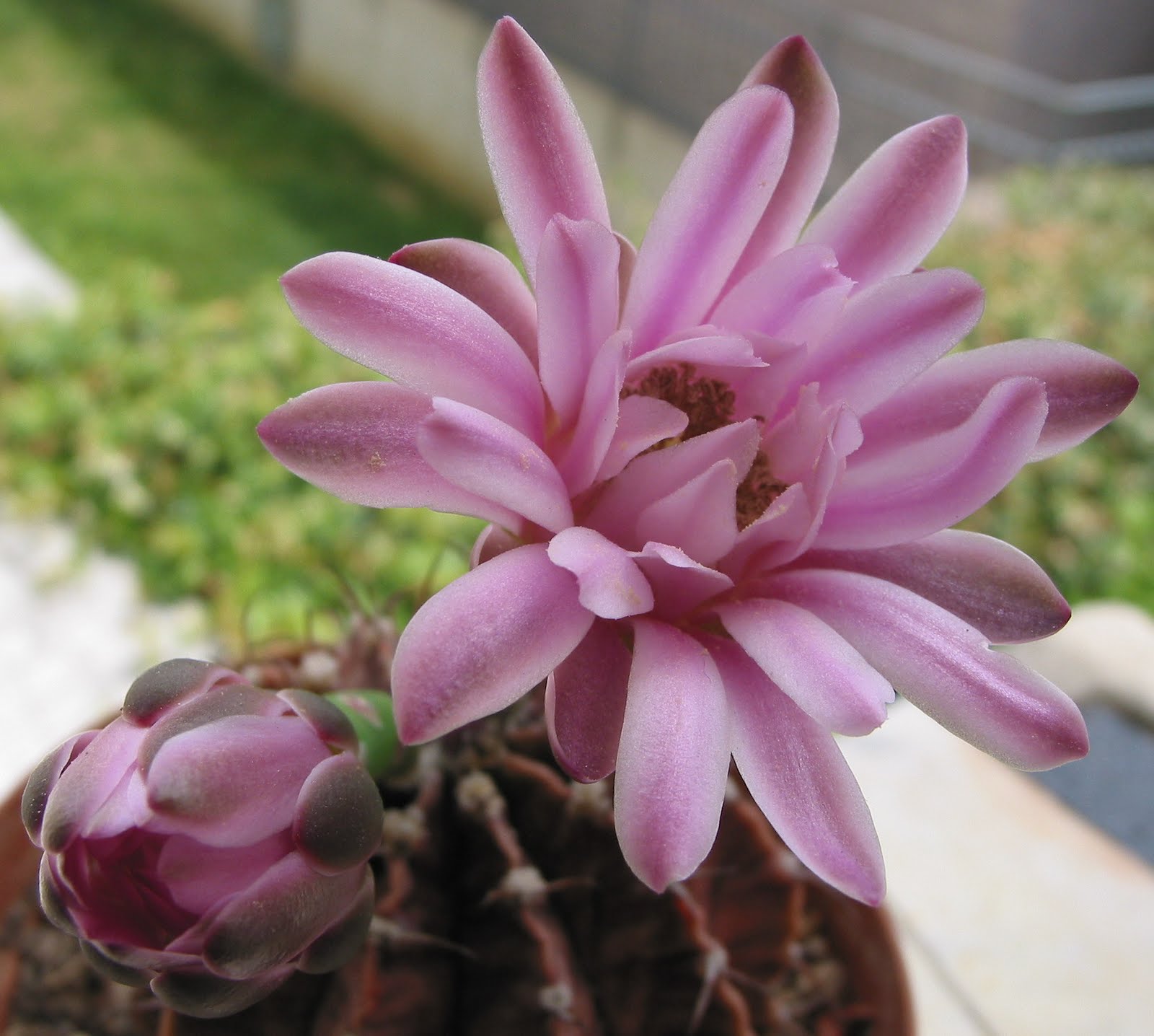 Alphecca: Parodia aureispina, Hamatocactus setispinus, Gymnocalycium ...