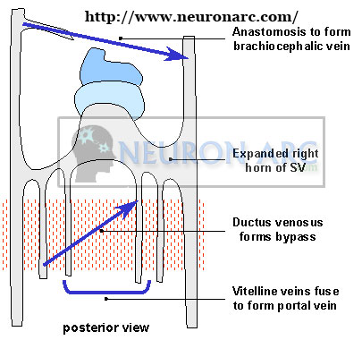 HU TU TU: Venous system development