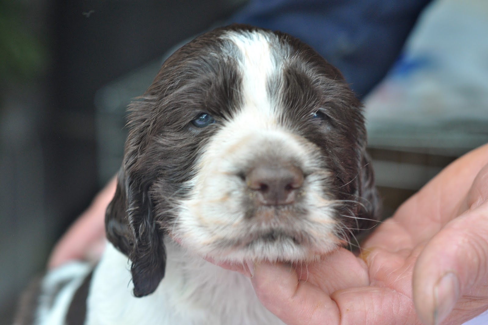 MUPTIES ENGLISH SPRINGER SPANIEL: Head Shot at four weeks old