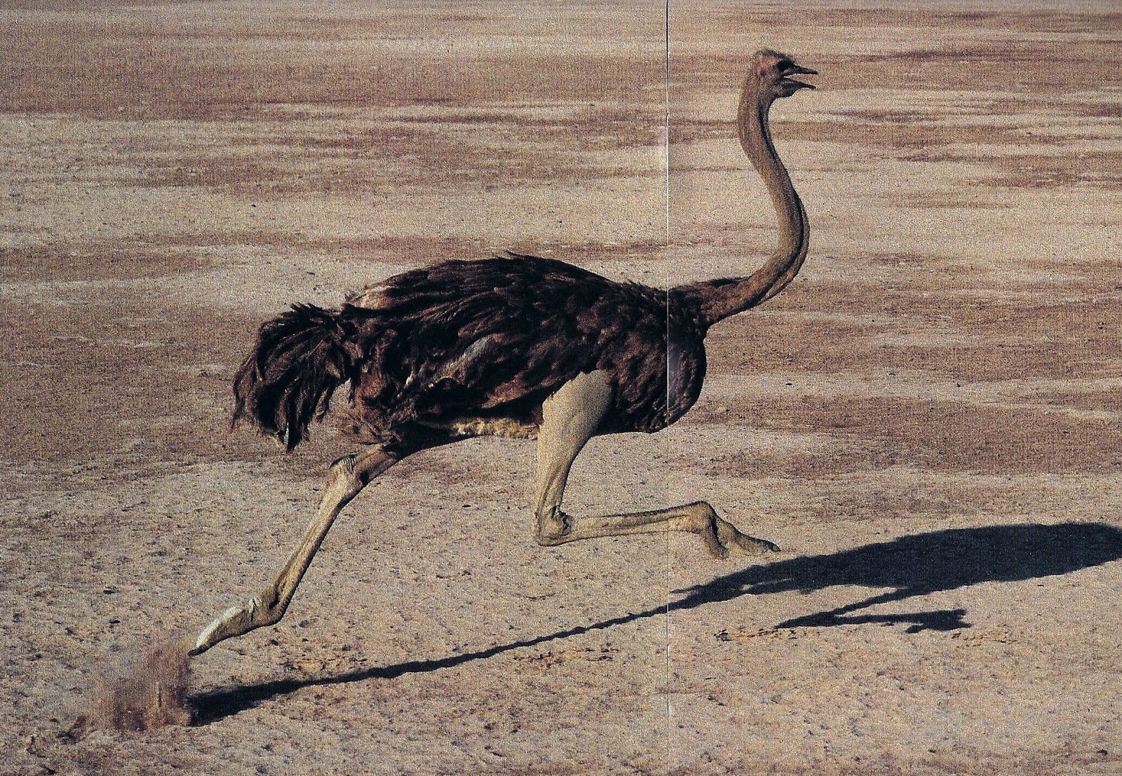 Wearable Art & Costume Design: MACBETH: bird feet