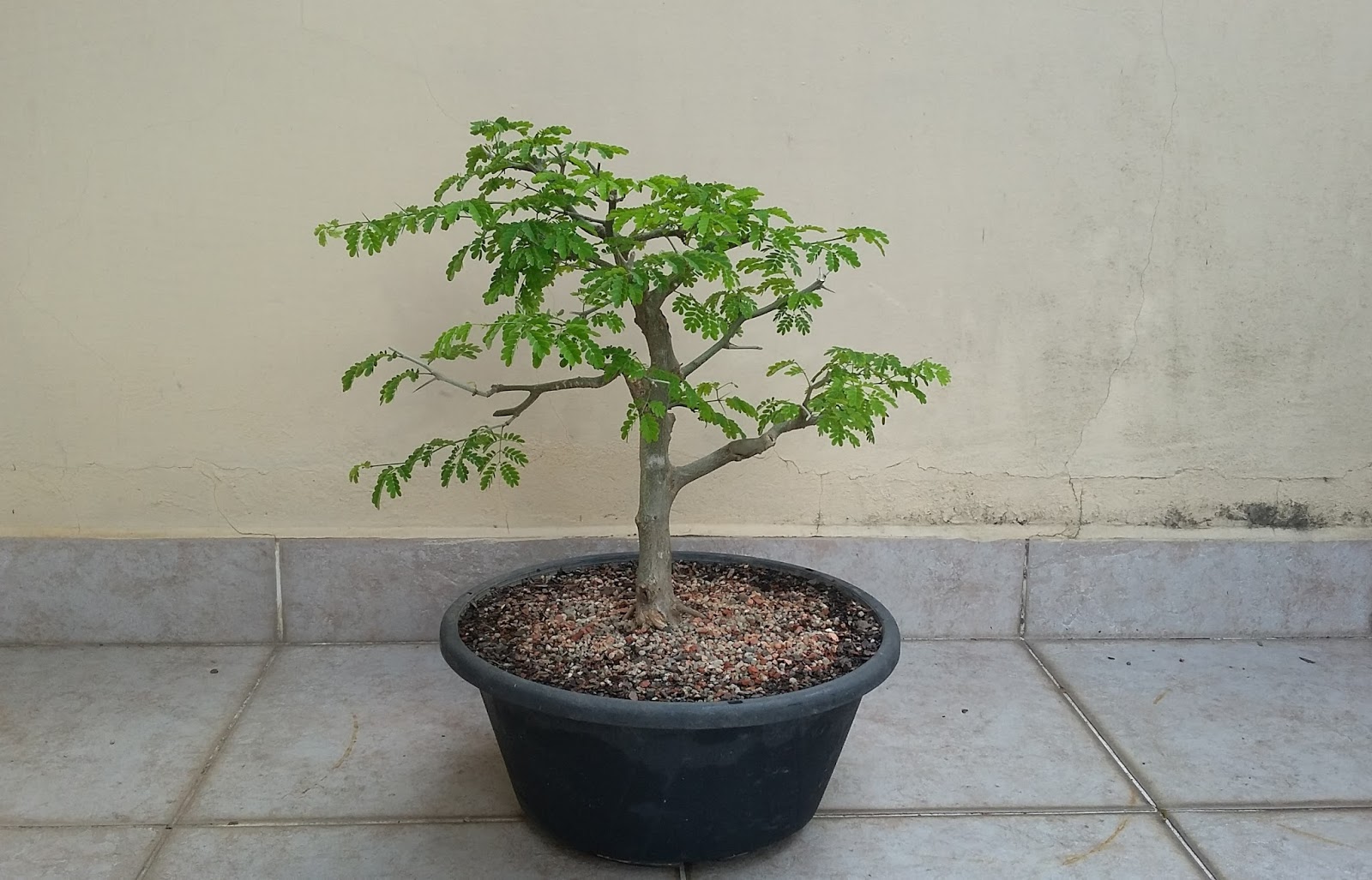 Antonio Fabiano: BONSAI (10) - TATARÉ