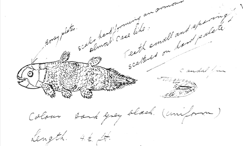 Real Monstrosities: Coelacanth