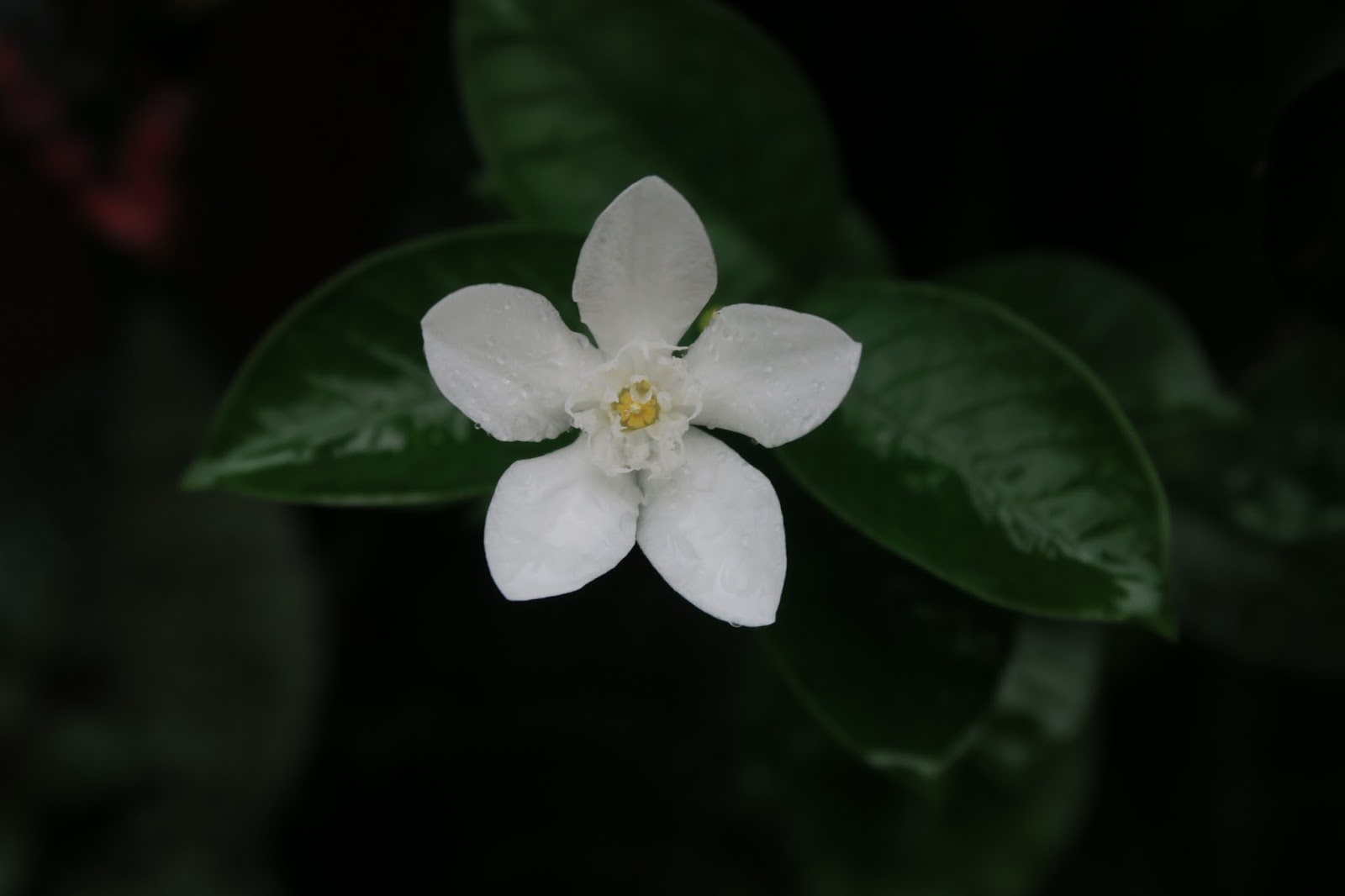 Kleyns In The Philippines: * Flowers (Mga Bulaklak) 2