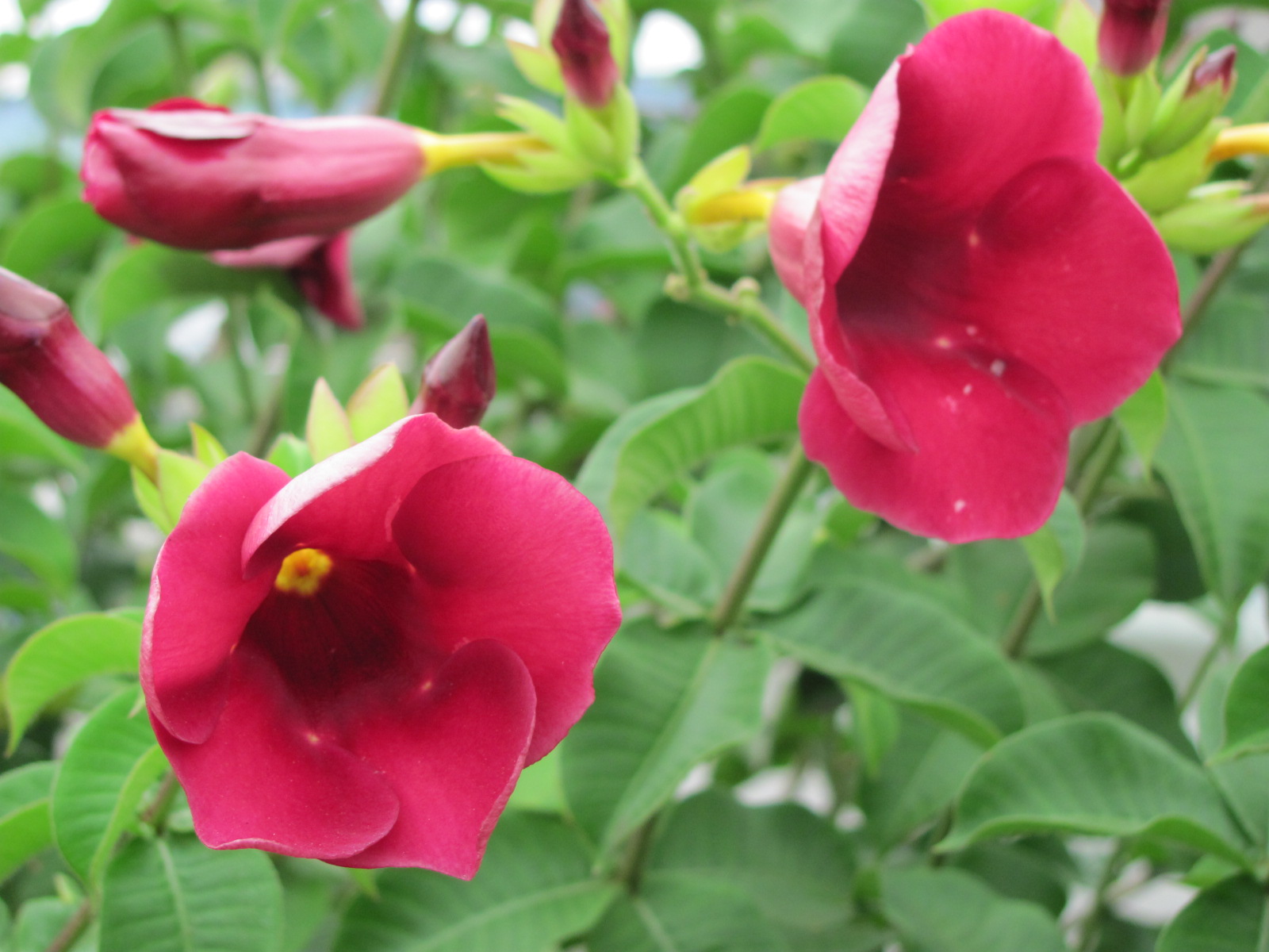 Simplesmente Fascinante: Allamanda Blanchetti - vulgo alamanda Roxa.