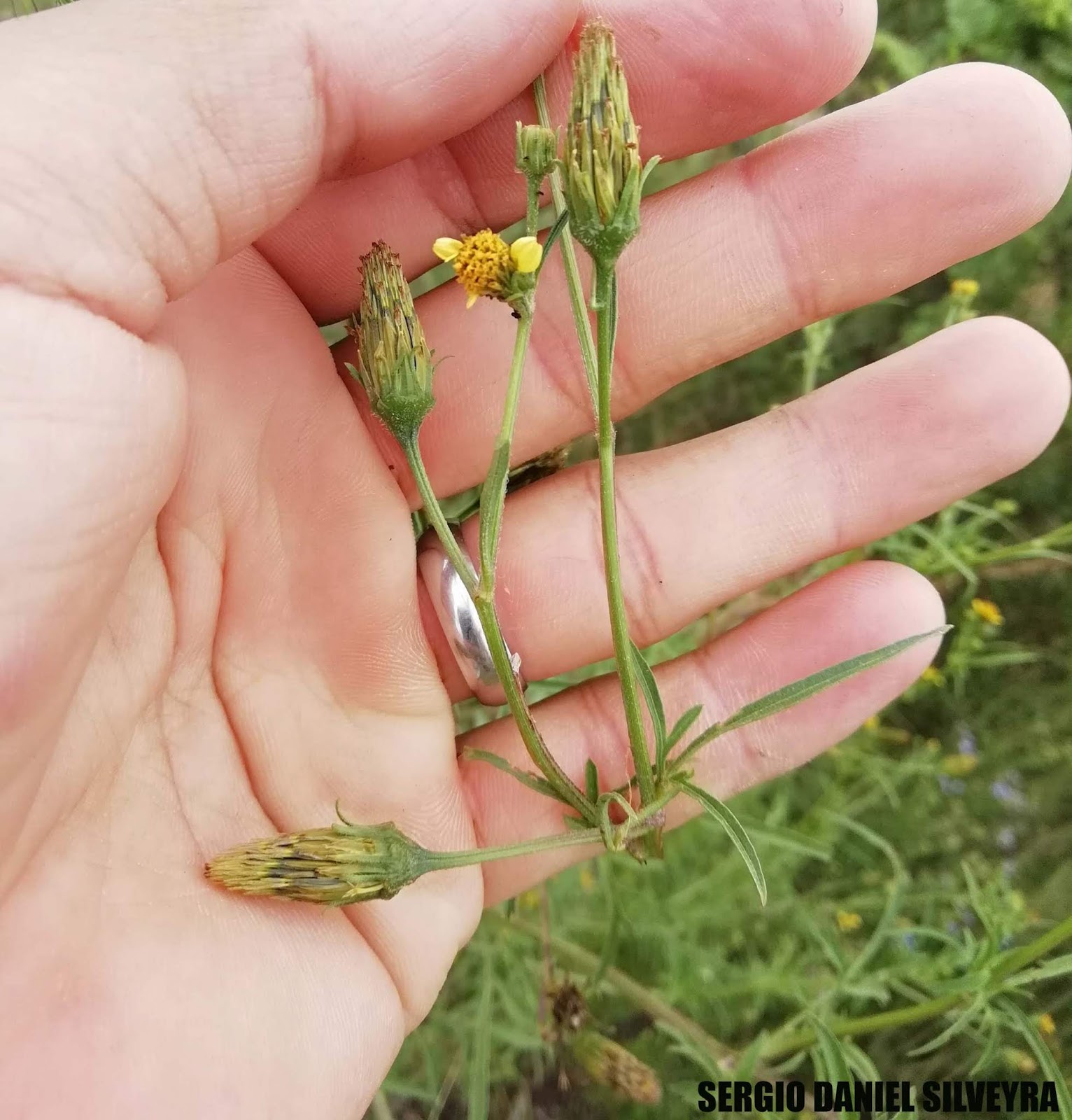 Flora Nativa de Entre Rios