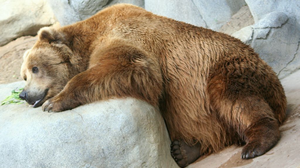 Do Not Disturb - Snoozing in Progress - 30 Adorable Sleeping Animal ...