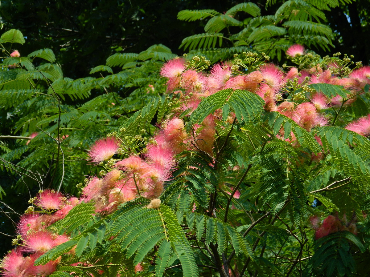 LA MULTI ANI, ROMANIA!: Flori rosii exotice