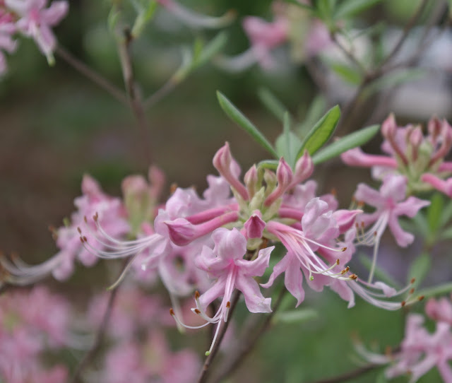 sweetbay: Coker Arboretum in April