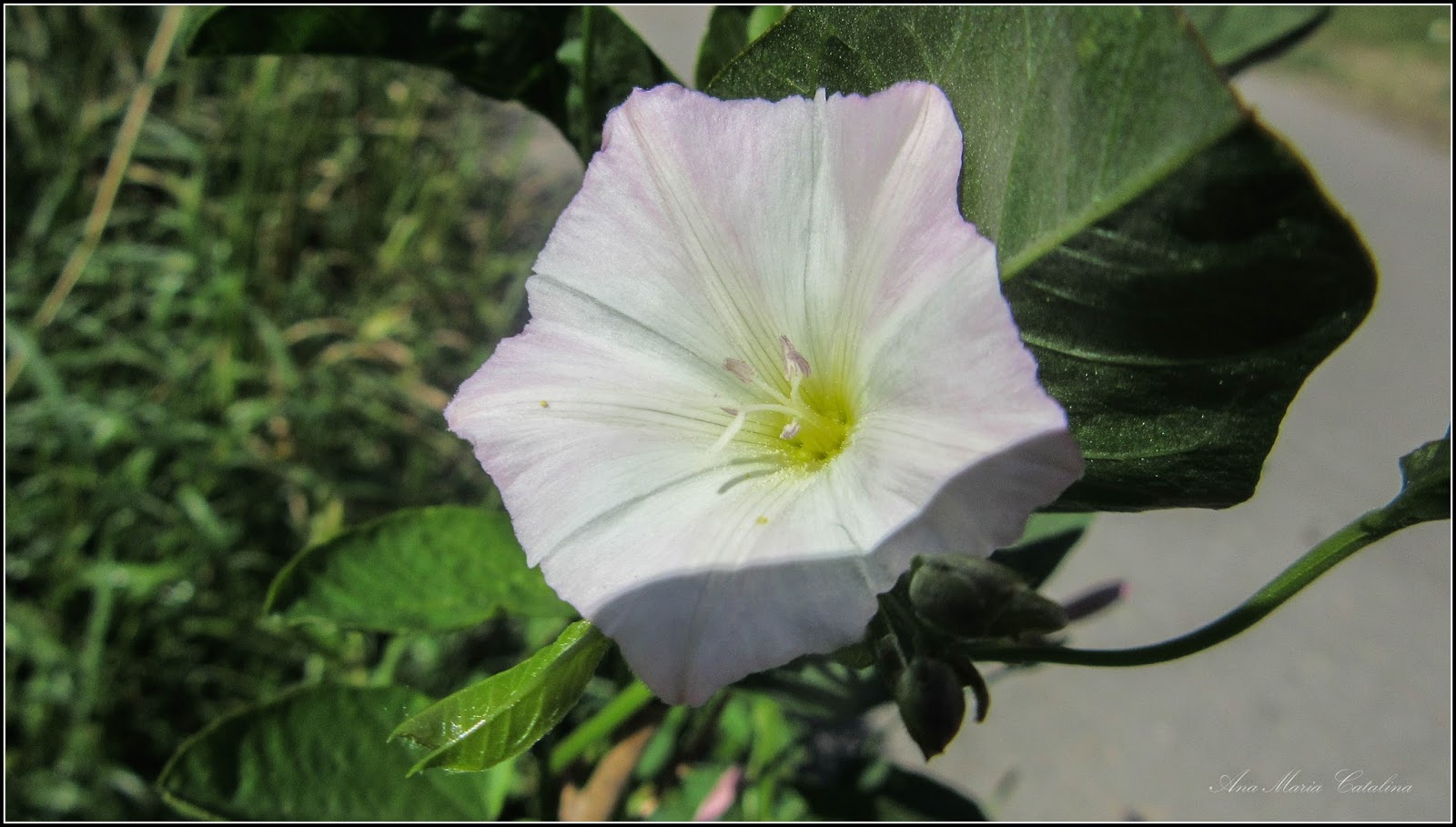 Lumea văzută din Turda: Volbură, rochița-rândunicii (Convolvulus ...