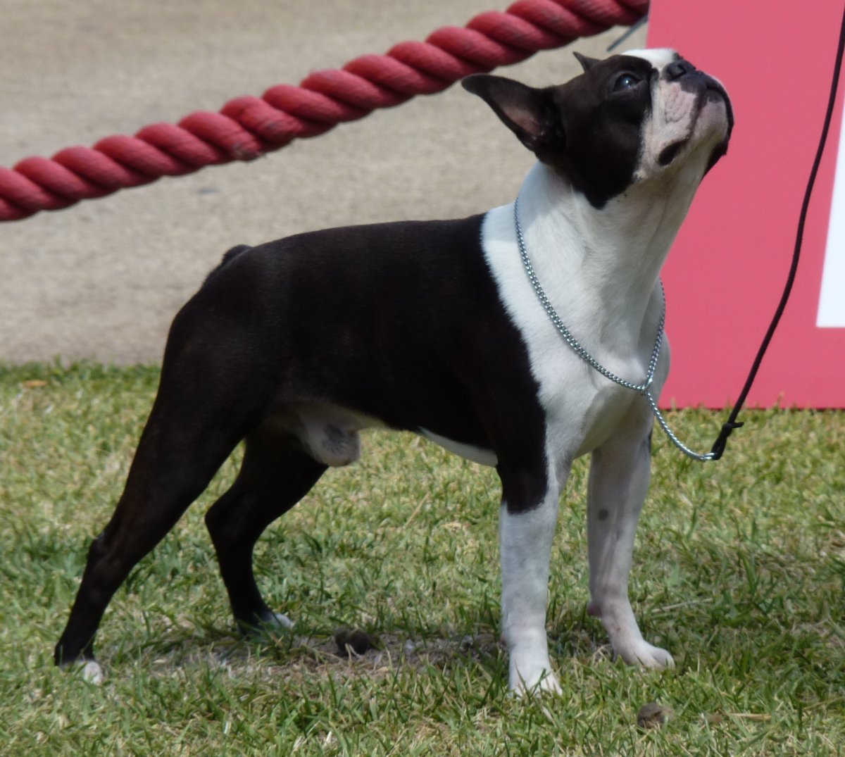 - Dog Passeio - | Passeio com Cachorros | Serviço de Dogwalker: Raça da ...