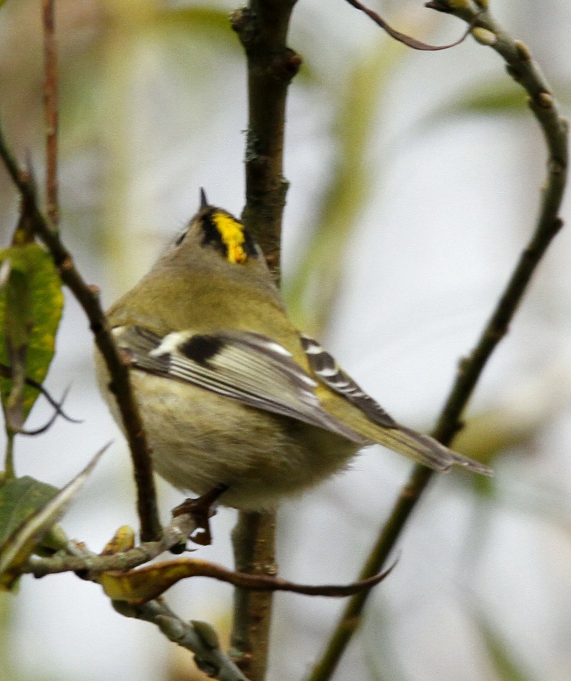 WEST YORKSHIRE BIRDING: The Magic of Ogden.