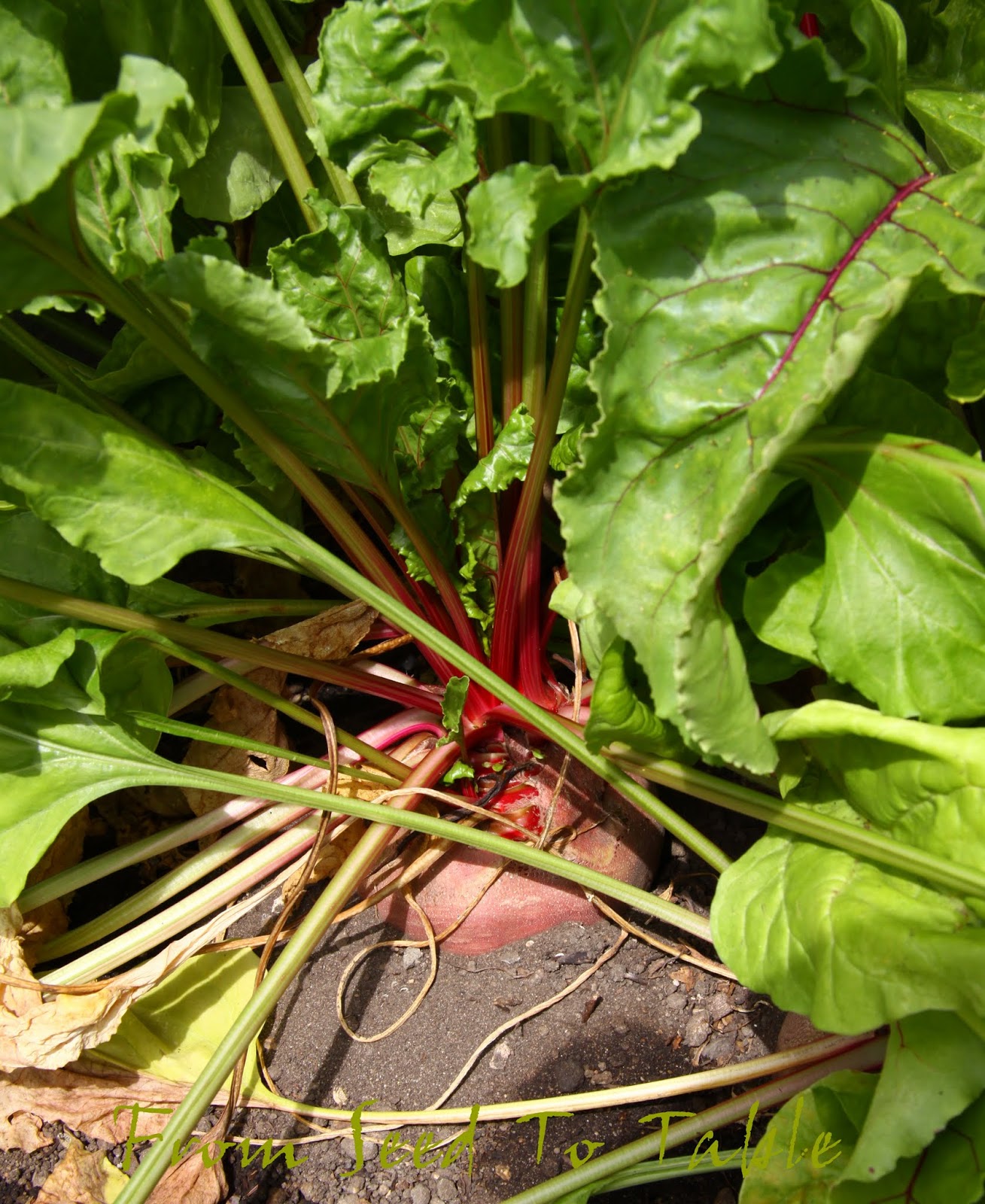 From Seed To Table: The Garden in August 2014