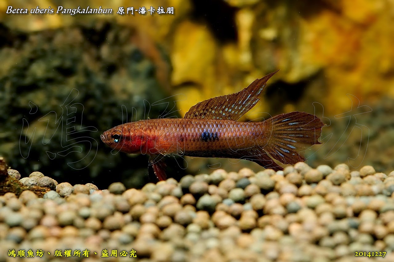 鴻順魚坊: Betta uberis Pangkalanbun 原鬥-潘卡拉朋