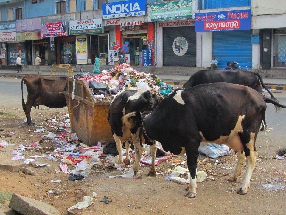 Plava ciganka: Feeling chakras in odhod v Gokarno