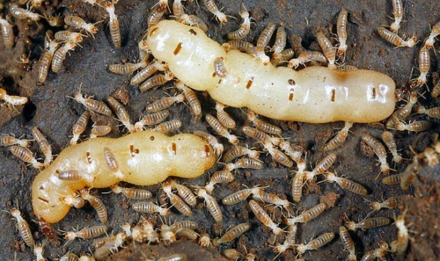 Termite: Termite Grubs