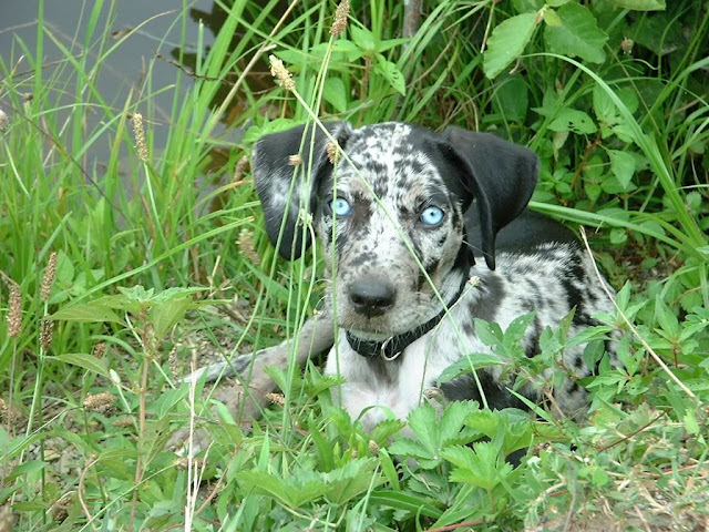 Extreme Dog Breeds: Catahoula Leopard Dog