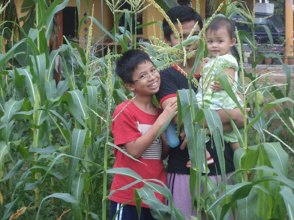 anaklaut: JAGUNG MANIS
