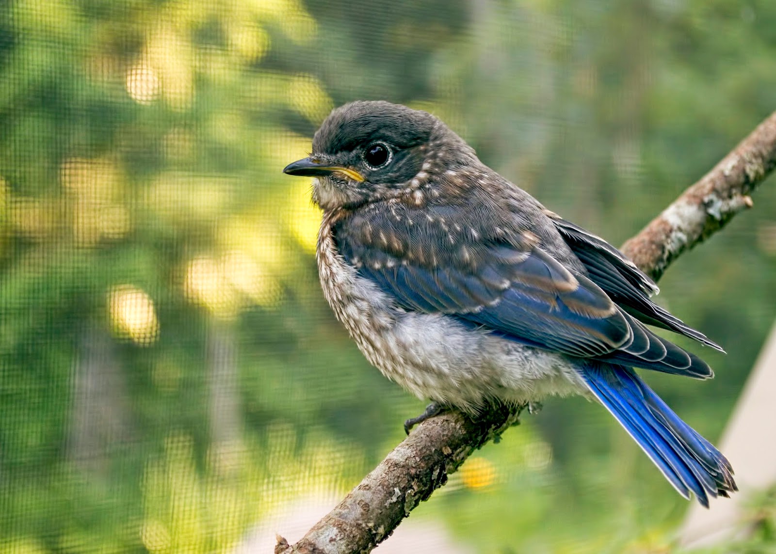 Raising an Eastern Bluebird: Eating red elderberries and cuddle time