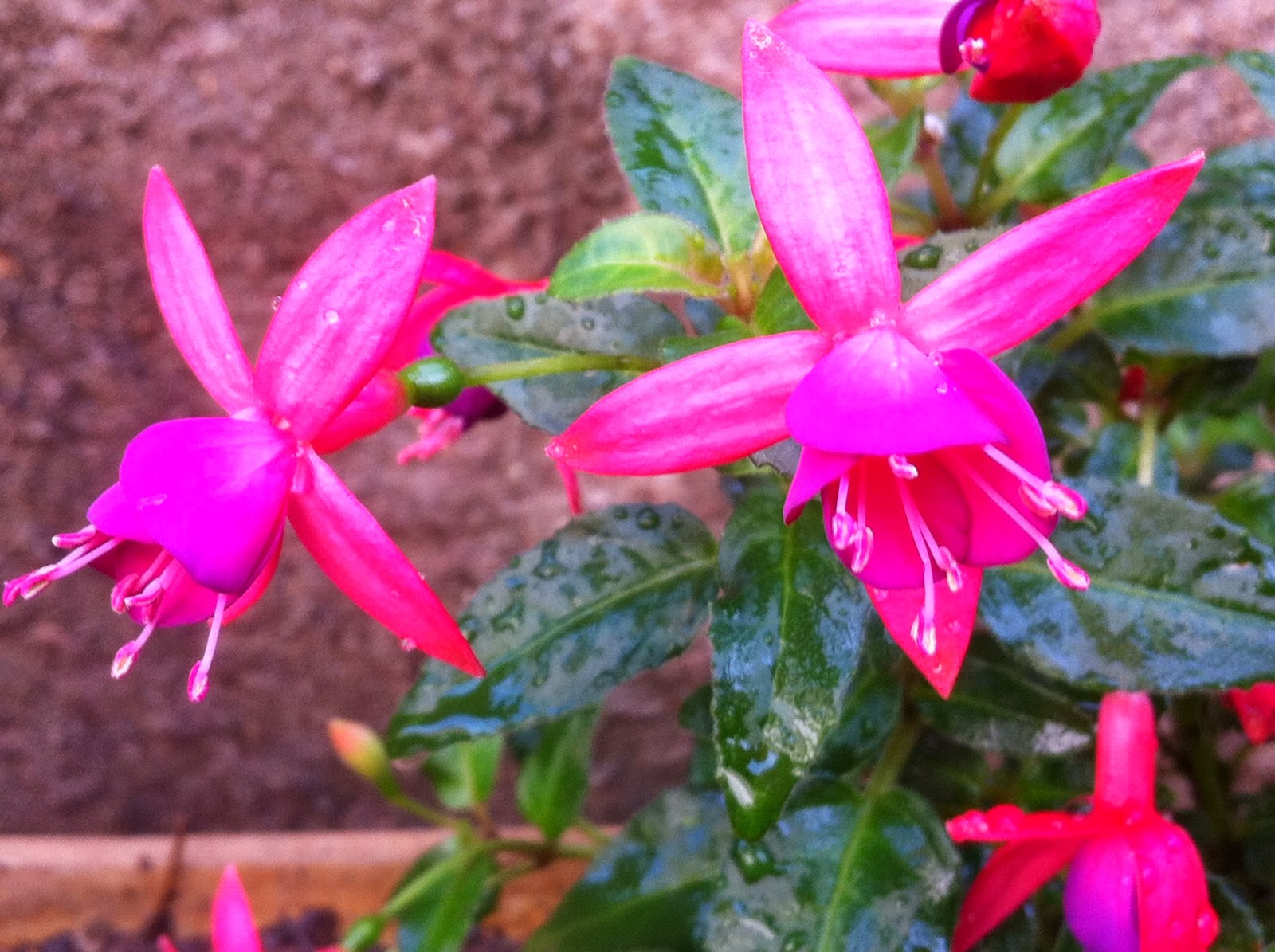 Belas da Natureza: Brinco de princesa